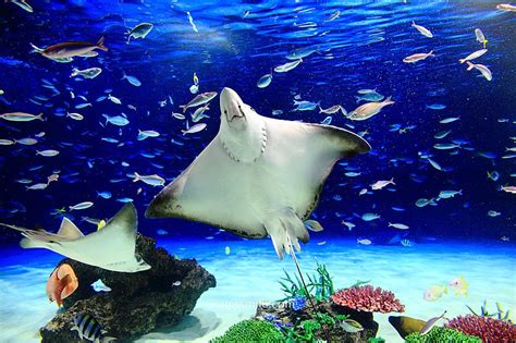 日本｜池袋陽光水族館：高空悠游的企鵝，地表最高的水族館！ 輕旅行