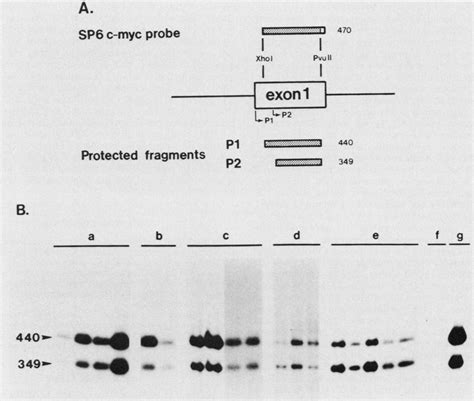 Analysis Of Myc Transcripts From Rec Transformed With Mo Mulv Enhanced