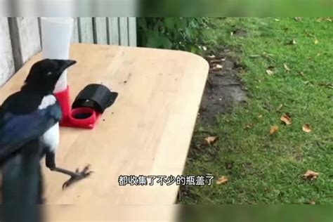 乌鸦要喝水，大叔帮他拧开水管，喝够了就用嘴啄大叔太可爱了！大叔水管乌鸦