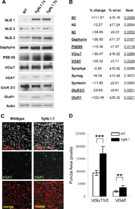 Alterations In The Expression Of Synaptic Proteins In Mice Expressing