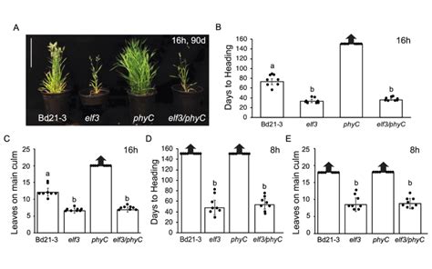 The Rapid Flowering Of The Elf3 Mutant Is Epistatic To The Delayed