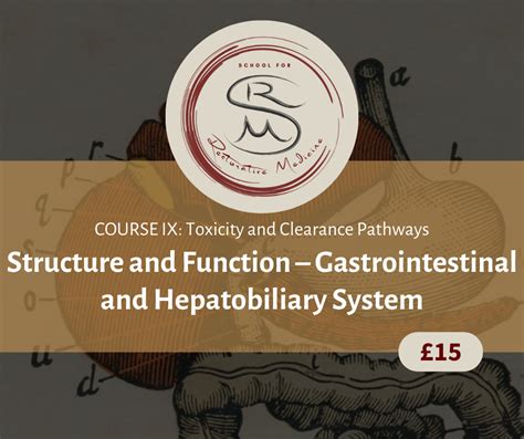Structure And Function Gastrointestinal And Hepatobiliary System