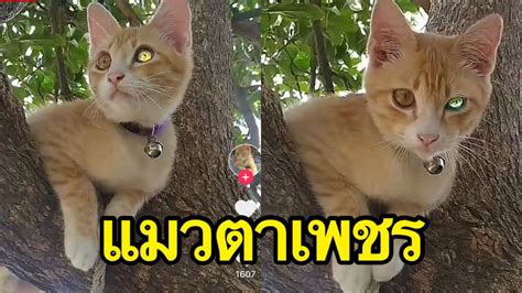 ไวรัลคลิป “แมวตาเพชร” ทาสแมวต่างใจละลายในความน่ารัก ด้านคอหวยเรียกร้อง
