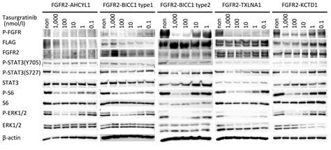 Antitumor Activity Of Tasurgratinib As An Orally Available Fgfr1 3