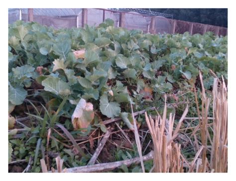 Algorithm Test Results A The Rgb Image Captured By Nikon D7500 B