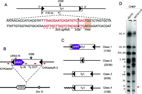 Sequence Of Crisprcas9 Target In The Ty Element And Diagnosis Of