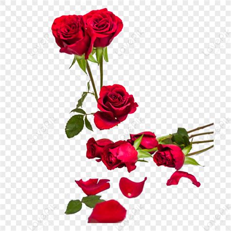 밝은 빨간 장미 꽃 꽃잎 투명 배경 사진 일러스트 레이션신선한웨딩 Png 일러스트 무료 다운로드 Lovepik