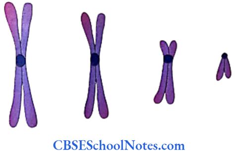 Classification Of Human Chromosomes Notes Cbse School Notes