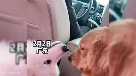 狗狗新型“撩妹”技术