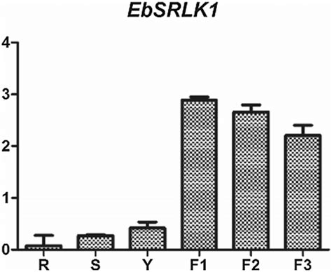 Expression Analysis Of Ebsrlk1 In Different Tissues Of E Breviscapus Download Scientific