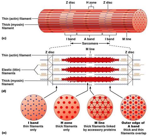 Chapter 9 Muscles And Muscles Tissue Physiology Human Anatomy And