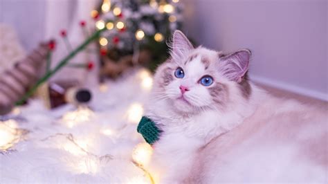 温顺的猫图片温顺的猫 伤感说说吧