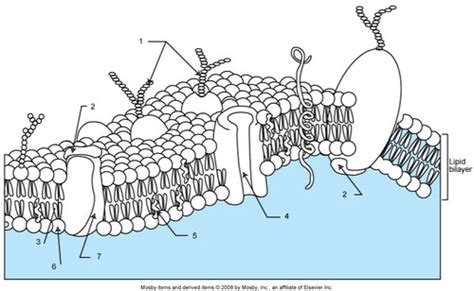 Vet 115 Midterm Flashcards Quizlet