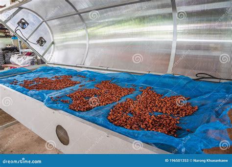 Drying Cocoa Bean Cocoa Solar Drying Plant Greenhouse Stock Image Image Of Plant Beans