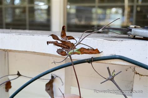 How To Spring Prune Clematis Flower Patch Farmhouse