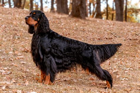 English Setter Vs Irish Setter Vs Gordon Setter A Comprehensive