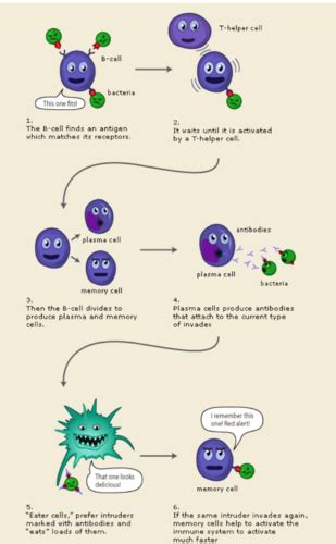 Microbio Adaptive Immunology Flashcards Quizlet