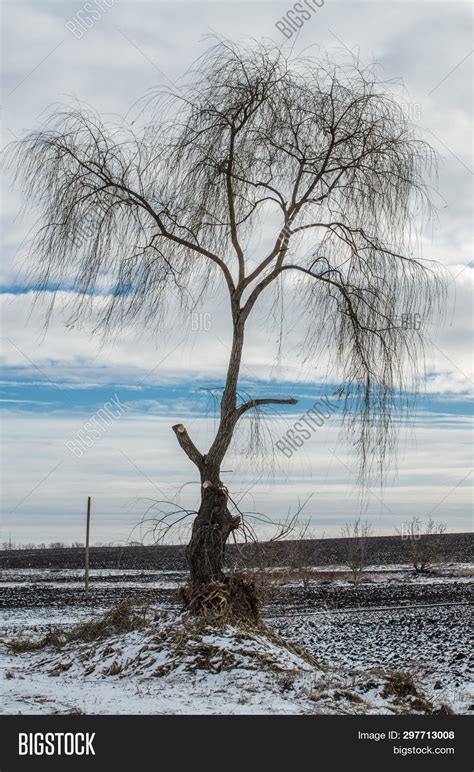 Naked Tree Winter Image Photo Free Trial Bigstock