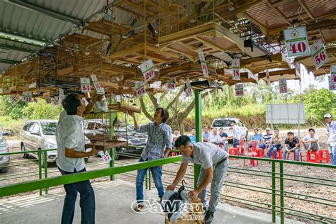 H P D N H I Thi Chim Ch O M O U H T T I V N Qu C Gia U Minh H