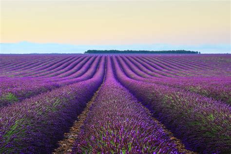 2014년 프랑스 프로방스 라벤더아침빛과 안개~월드포토투어 사진출에서 출사갤러리 월드포토투어