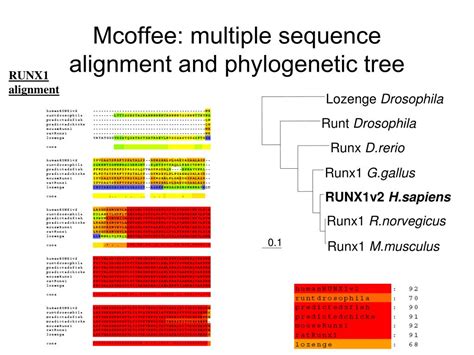 Ppt Aml1runx1 And Oncogenic Transformation Powerpoint Presentation
