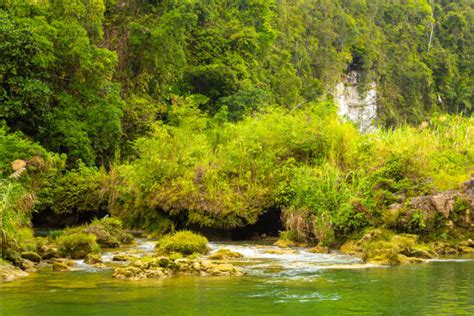 70 Loboc River Foto Stok Potret And Gambar Bebas Royalti Istock
