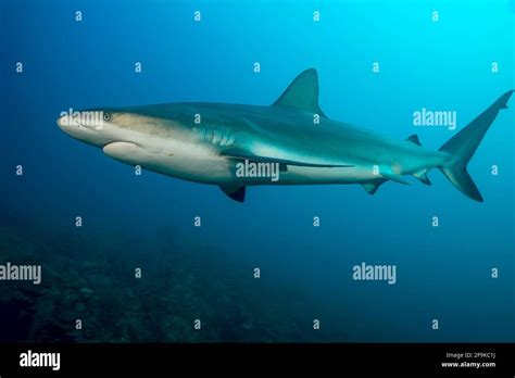Silky Shark Carcharhinus Falciformis In Cuba Of South Coast