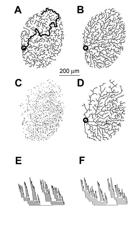 Rules For Optimizing Dendritic Branching A Minimum Spanning Tree For Download Scientific