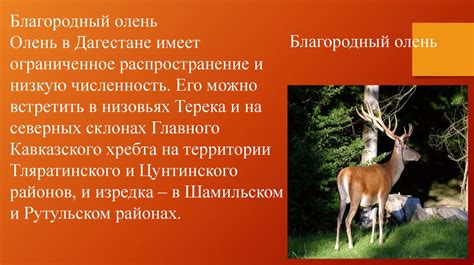 Животные Дагестана занесенные в Красную книгу презентация онлайн