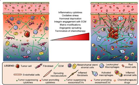 Factors Influencing Reactivation Of Dormant Cancer Cells Dormant Tumor Download Scientific