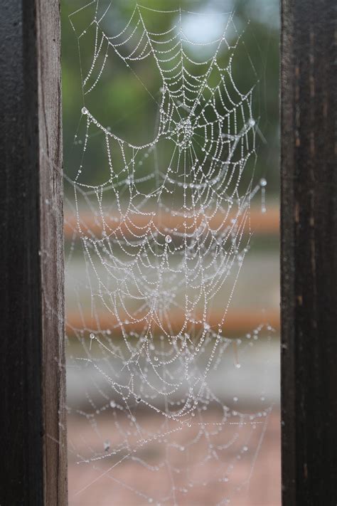 Cobweb Web Fence Free Photo On Pixabay