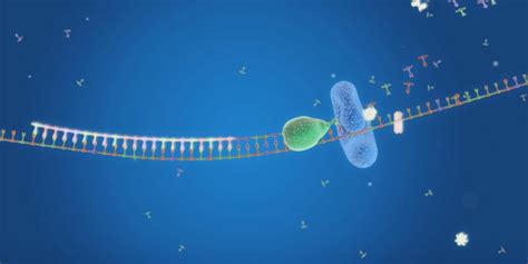 real time pcr video tutorials for reagent selection and data analysis bioradiations