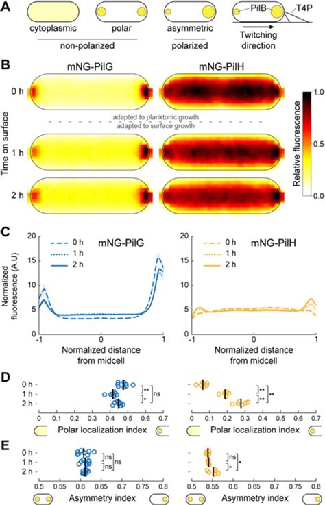 Pilg And Pilh Localization During Surface Adaptation A Schematic 731