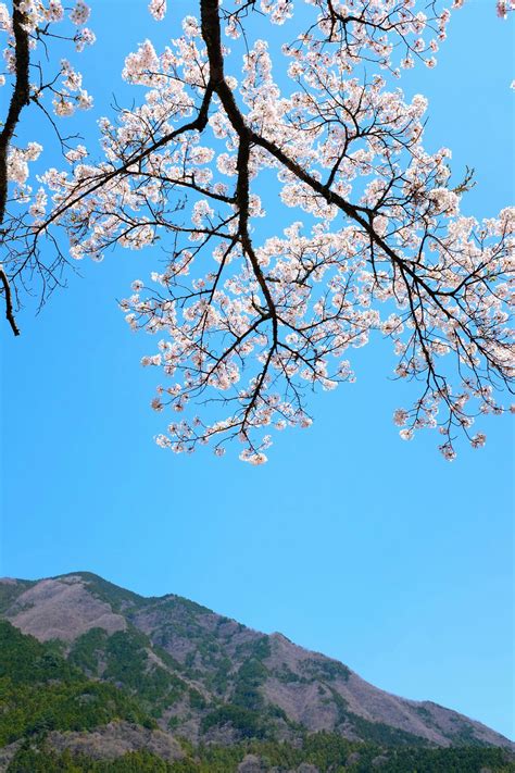 Rahul And Tree Problem Statement By Sheefa Naaz Medium