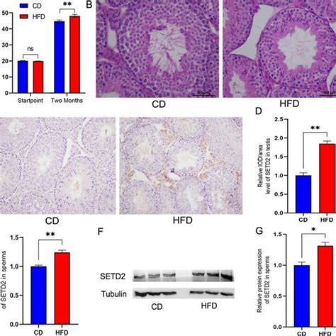 Effect Of Hfd On Setd2 Expression In Testis And Sperm Of F0 Mice A