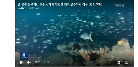 손 달린 물고기호주 심해서 발견한 희귀 멸종위기 어류 유머움짤이슈 에펨코리아