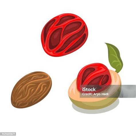 육두구 과일과 씨앗 수집 세트 기호 일러스트 레이 션 벡터 0명에 대한 스톡 벡터 아트 및 기타 이미지 0명 거친 필름 효과 건강한 식생활 Istock