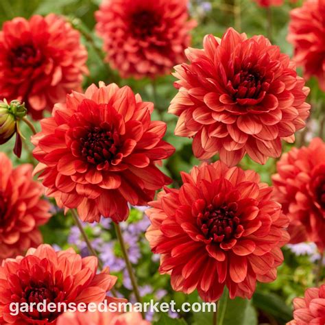 Dalija Missis Miley Dahlia Gomolj Garden Seeds Market