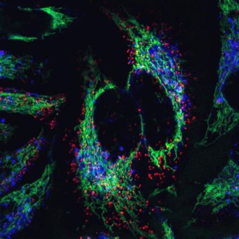 Lysotracker™ Deep Red