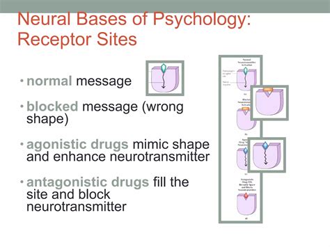 General Psych Neurobiological Bases Ppt
