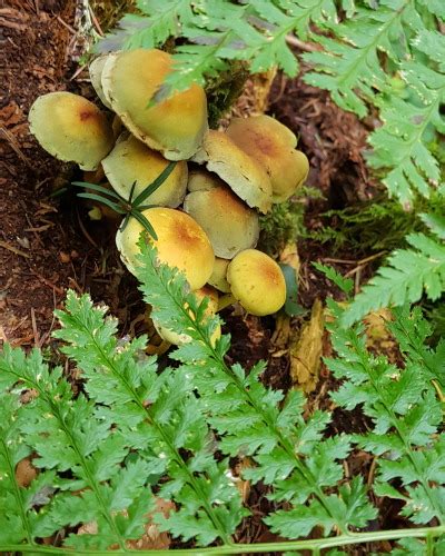 Saw Some Cool Mushrooms On My Walk 🍄🍂 Tumbex