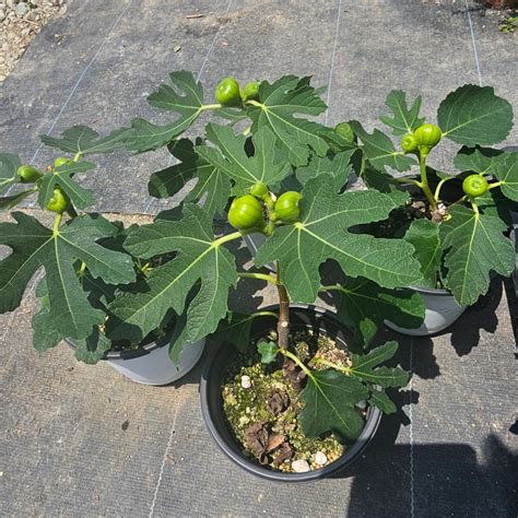 무화과나무 당근 중고거래