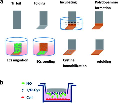 Schematic Of Ecs Migration And No Pretreatment Experiment A Ecs