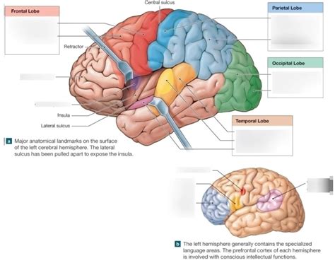 Motor Sensory And Association Cerebral Cortex Quiz