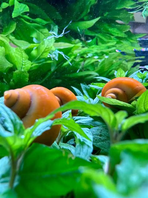Gold Mystery Snails Care And Color Guide For Freshwater Tanks Aquatic