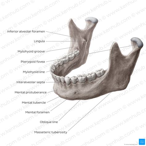 The Mandible Anatomy Structure Function Kenhub