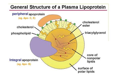 Lipoproteins Metabolism Of Chylomicrons Plasma Cholesterol