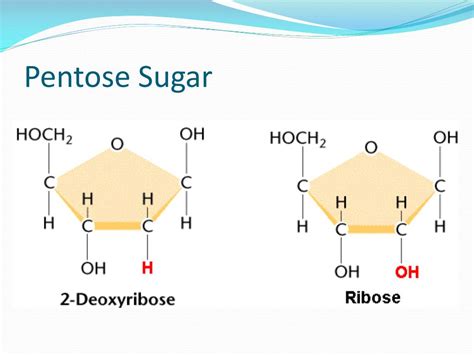 Ppt Macromolecules Powerpoint Presentation Free Download Id 6676827