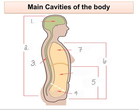 Exam 1 Diagrams Flashcards Quizlet