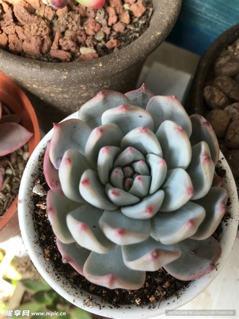 多肉植物吉娃娃摄影图 花草 生物世界 摄影图库 昵图网